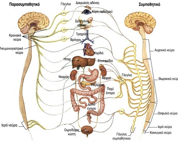 ΡΑΔΟΣ ΔΗΜΗΤΡΙΟΣ νευροχειρουργός - ΠΕΡΙΦΕΡΙΚΑ ΝΕΥΡΑ - Δημήτριος Ράδος Γ ...